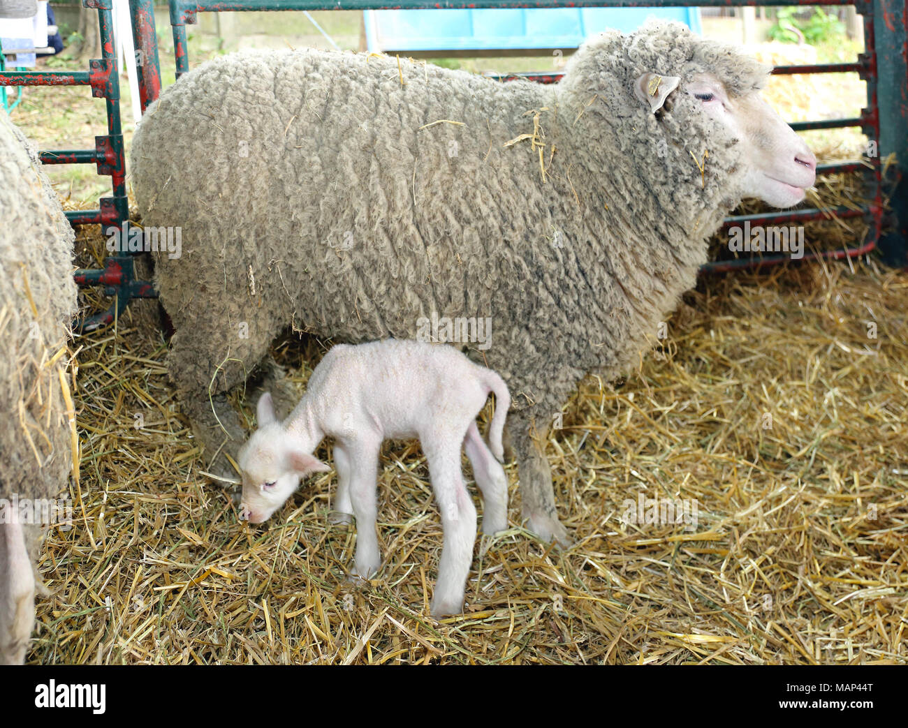 Newborn Lamb With Ewe Mother in Pen at Farm Stock Photo - Alamy