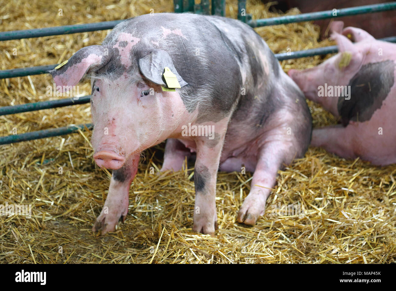 Pig in sty hi-res stock photography and images - Alamy