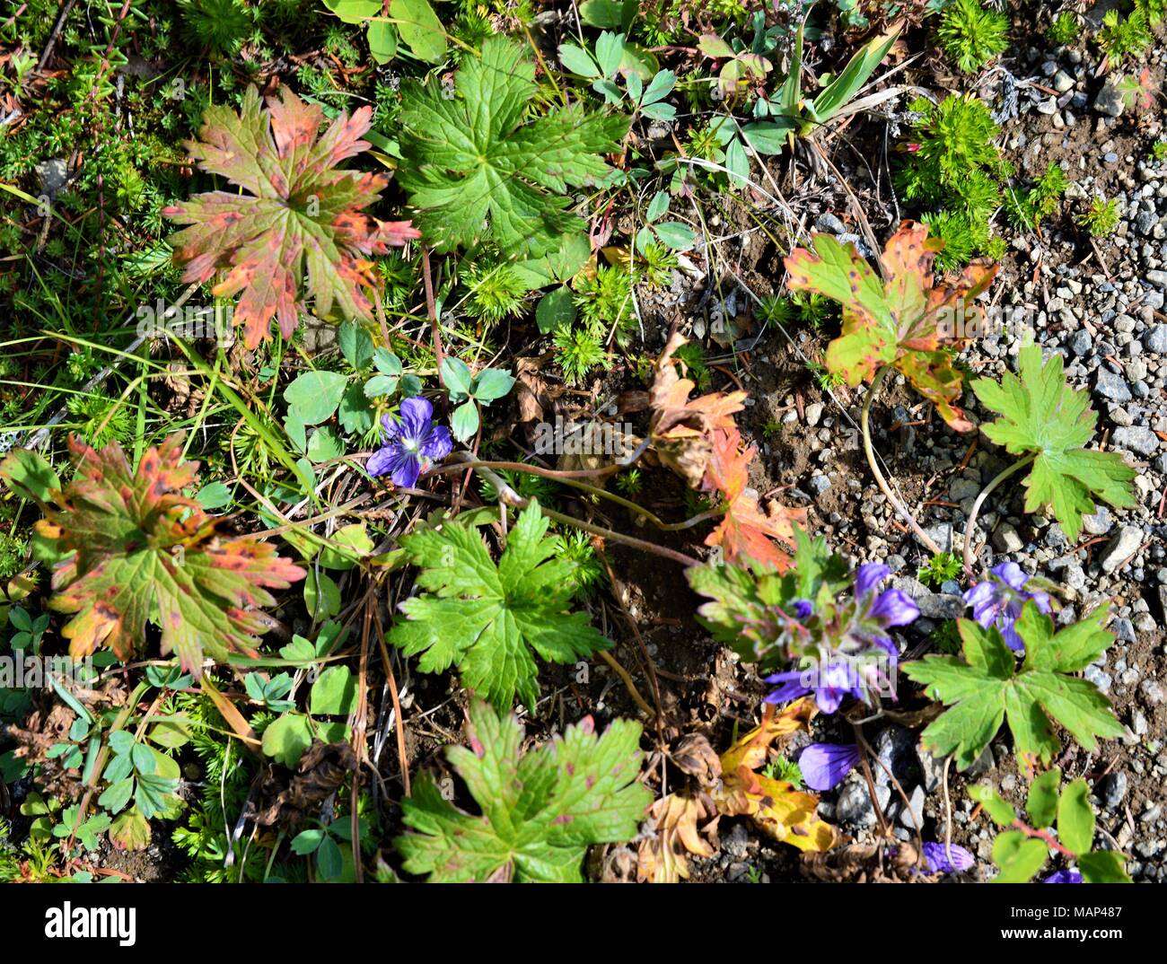 Different earth colors hi-res stock photography and images - Alamy