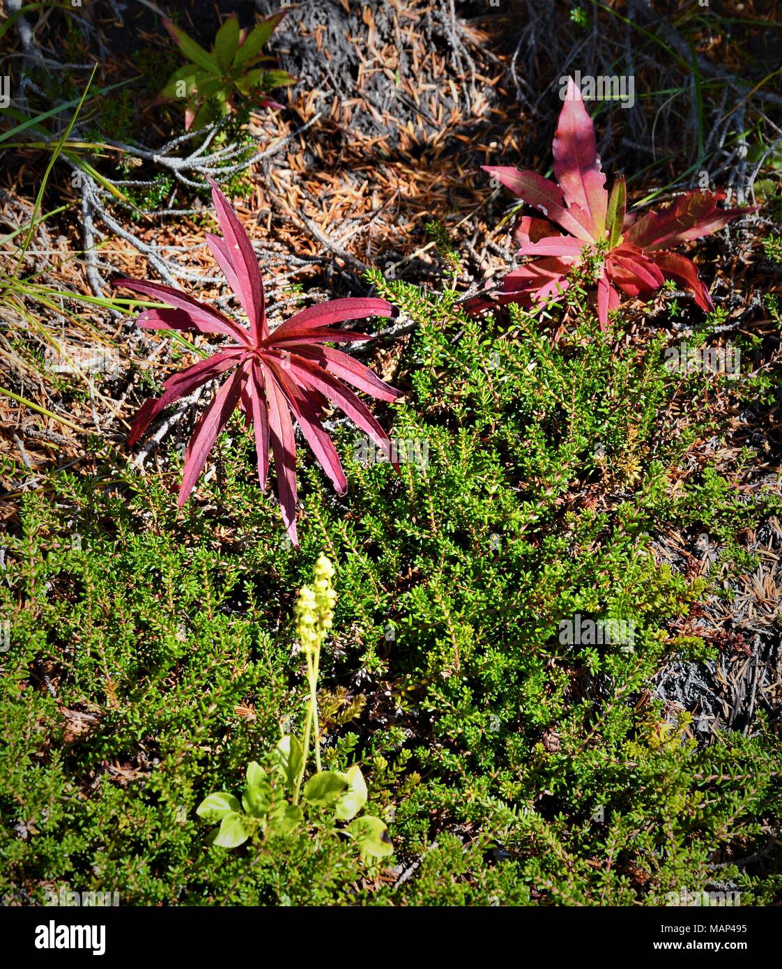 Nice ground cover texture hi-res stock photography and images - Alamy