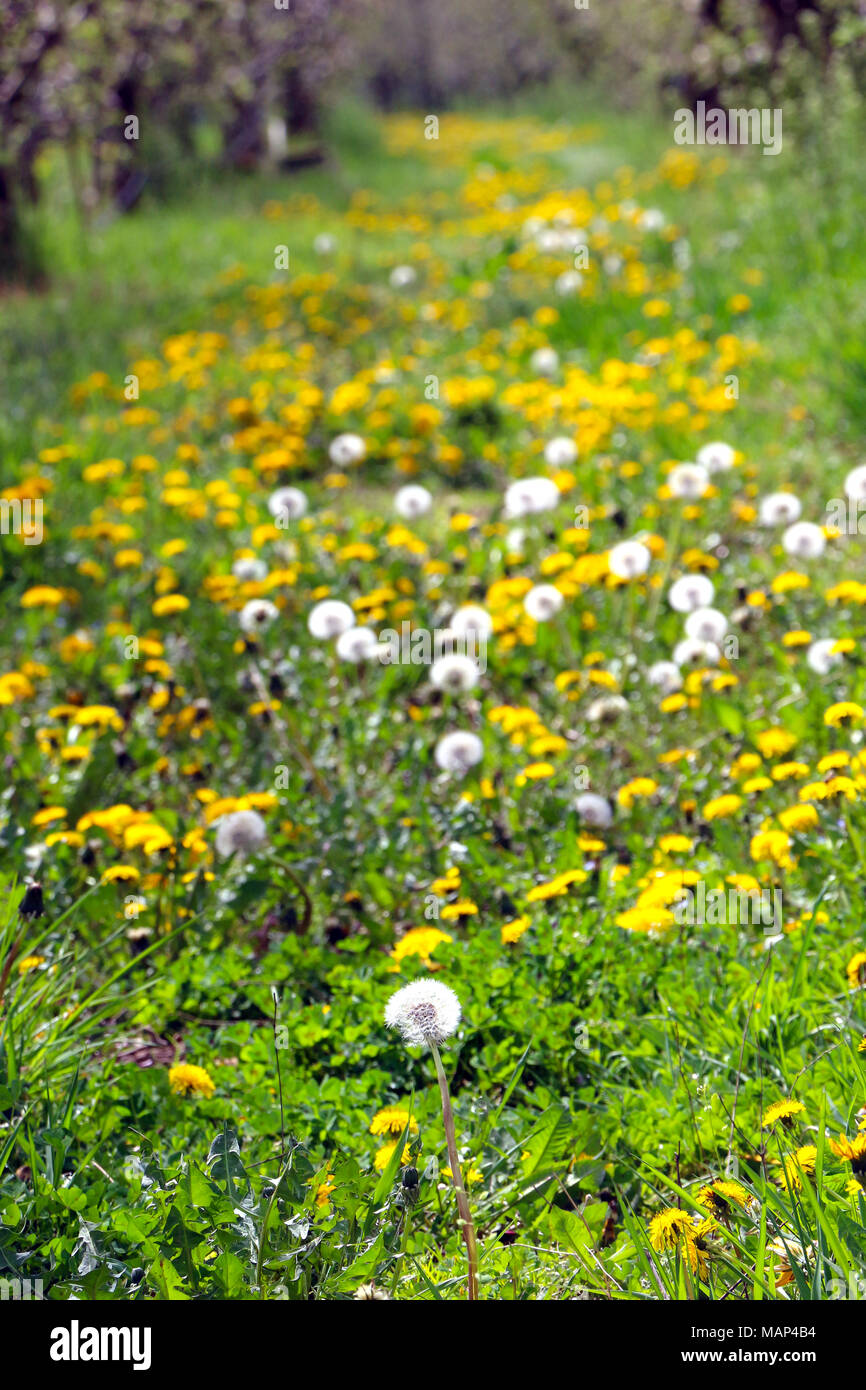 Pictureof hi-res stock photography and images - Alamy