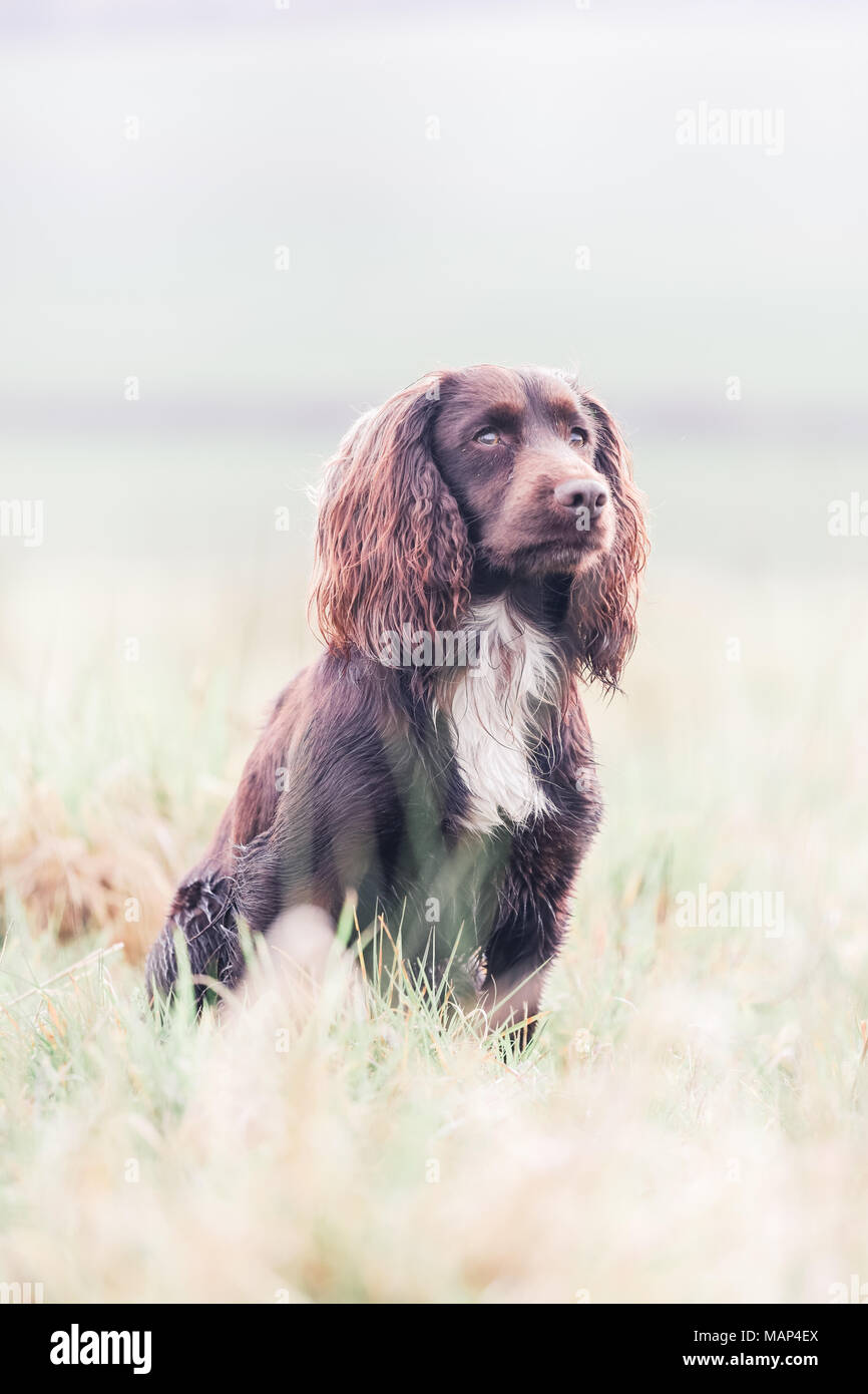 Liver Cocker Spaniel High Resolution Stock Photography and Images - Alamy