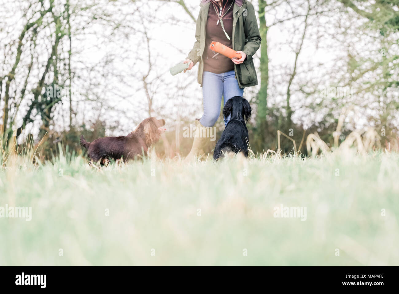 Two dogs palette hi-res stock photography and images - Alamy