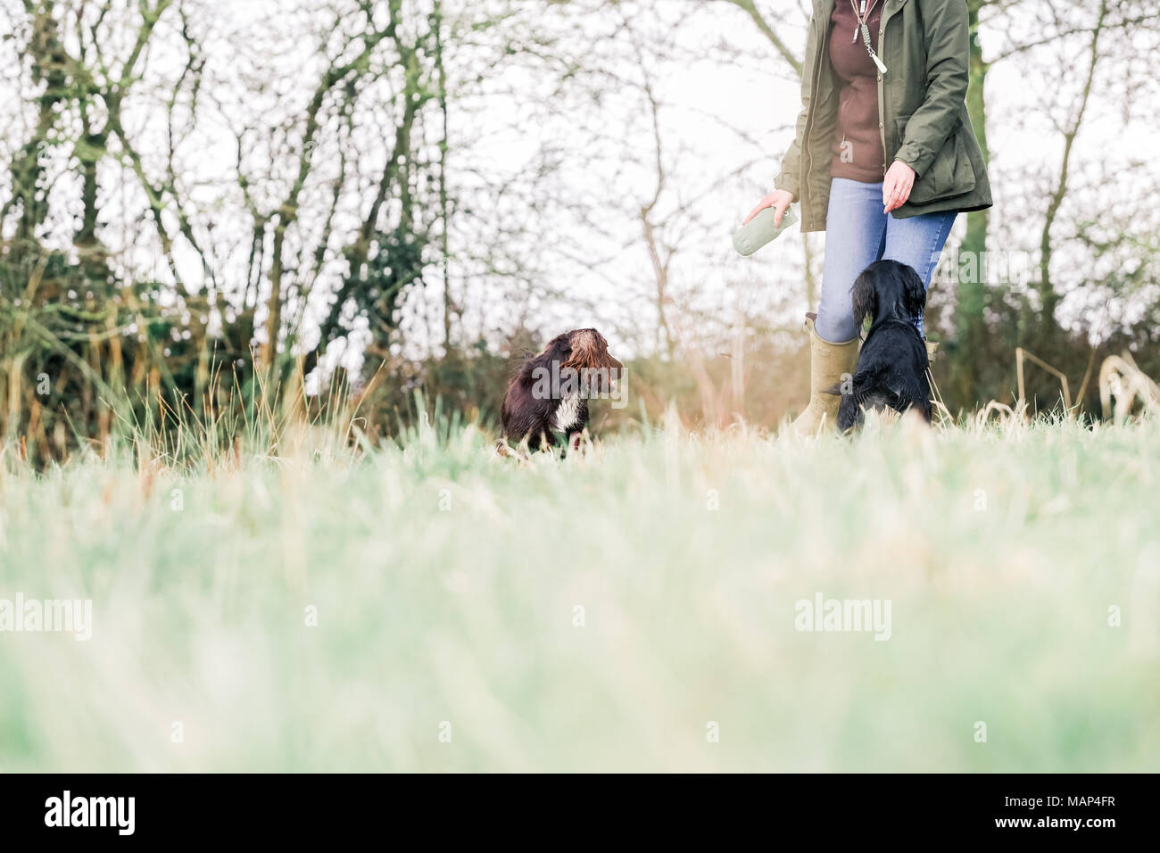 Two dogs palette hi-res stock photography and images - Alamy