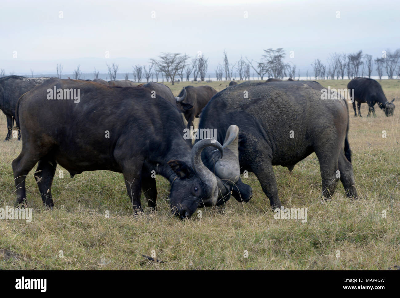 Buffalo fighting hi-res stock photography and images - Alamy