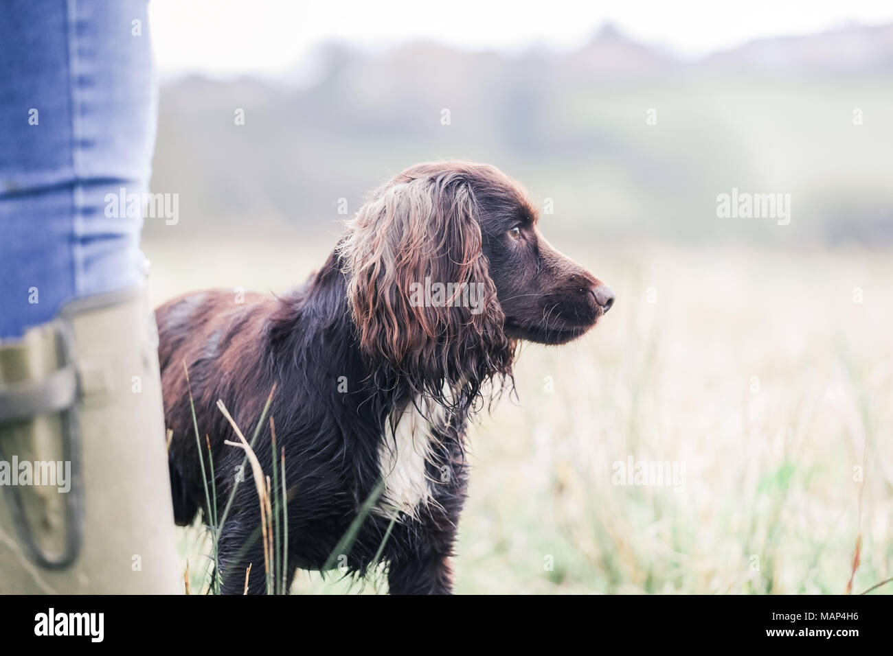 Working Cocker Spaniel dogs training in the countryside, United Kingdom ...