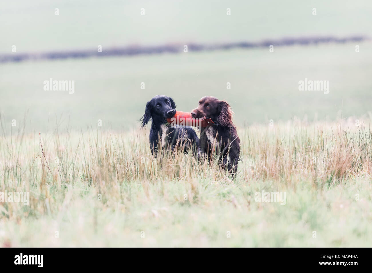Dog Running Spaniel High Resolution Stock Photography and Images - Alamy