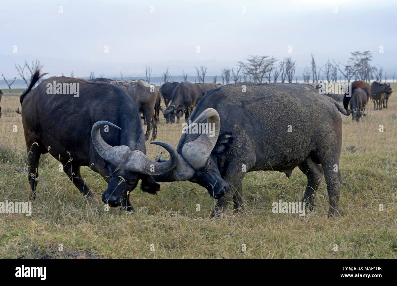 Fighting Buffalo, in Lake Nakuru National Park, Kenya Stock Photo - Alamy