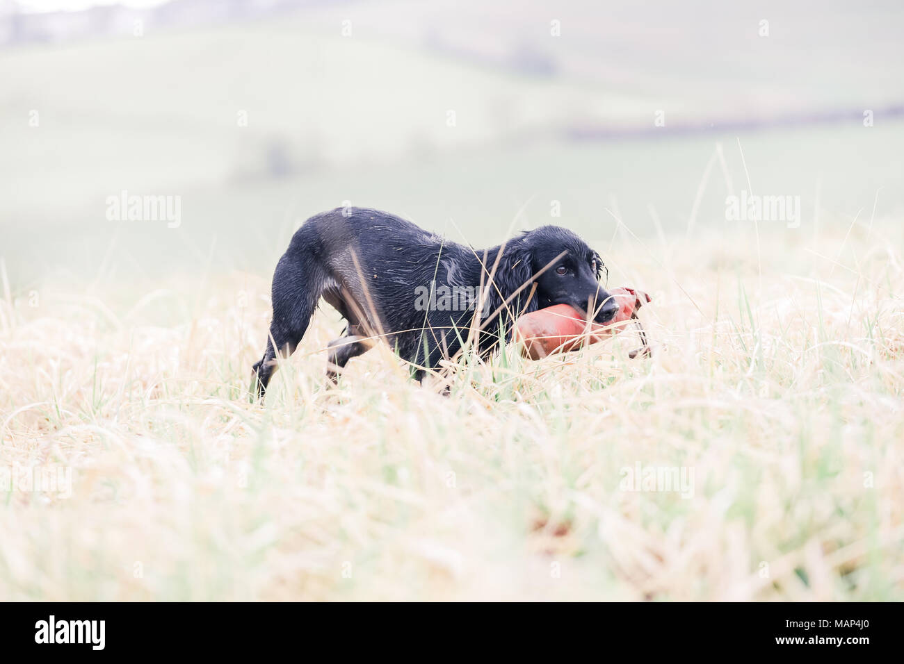 Working Cocker Spaniel dogs training in the countryside, United Kingdom ...