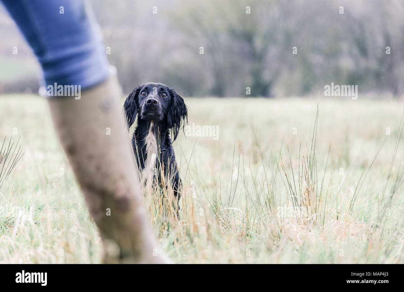 Working Cocker Spaniel dogs training in the countryside, United Kingdom ...