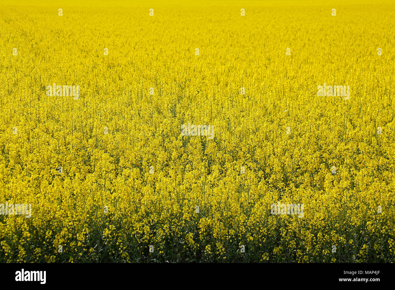 Fields of Yellow Canola Flowering Stock Photo - Alamy