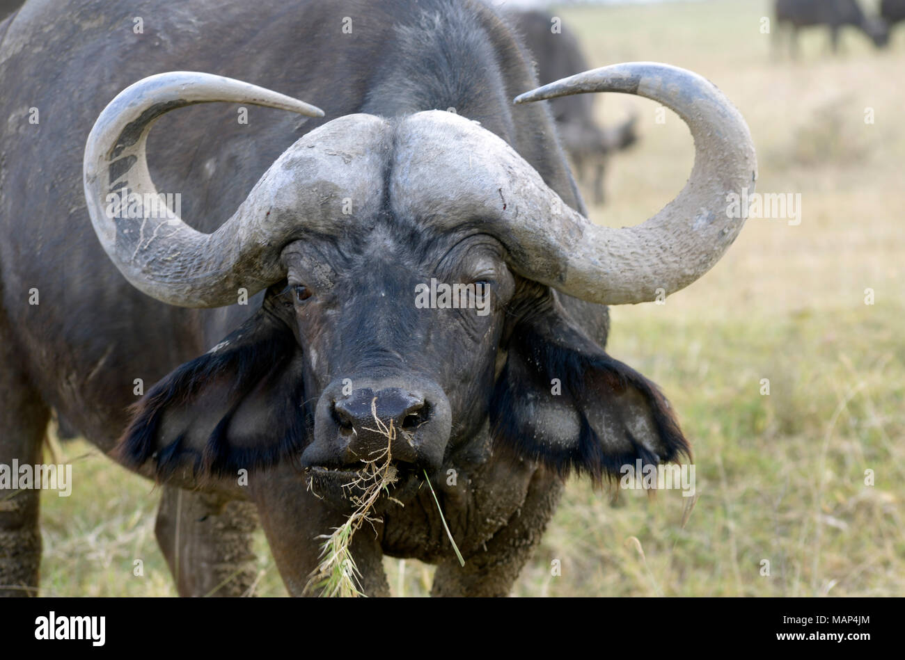 Buffalo Head Close Up High Resolution Stock Photography and Images - Alamy