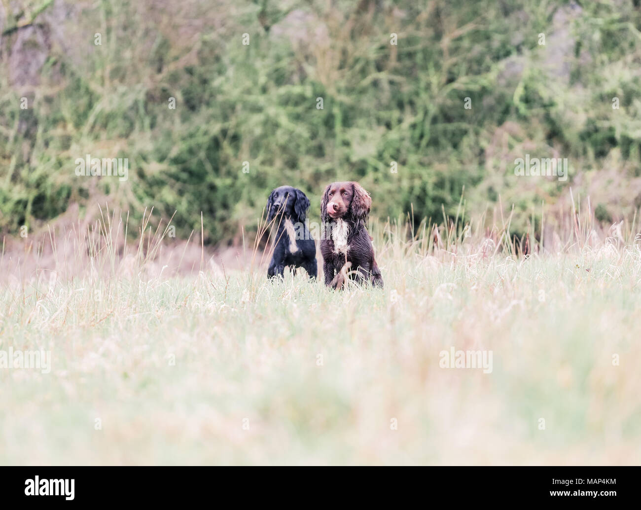 Working Cocker Spaniel dogs training in the countryside, United Kingdom ...