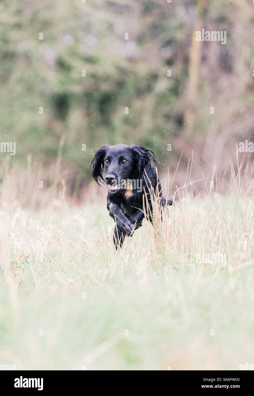Working Cocker Spaniel dogs training in the countryside, United Kingdom ...