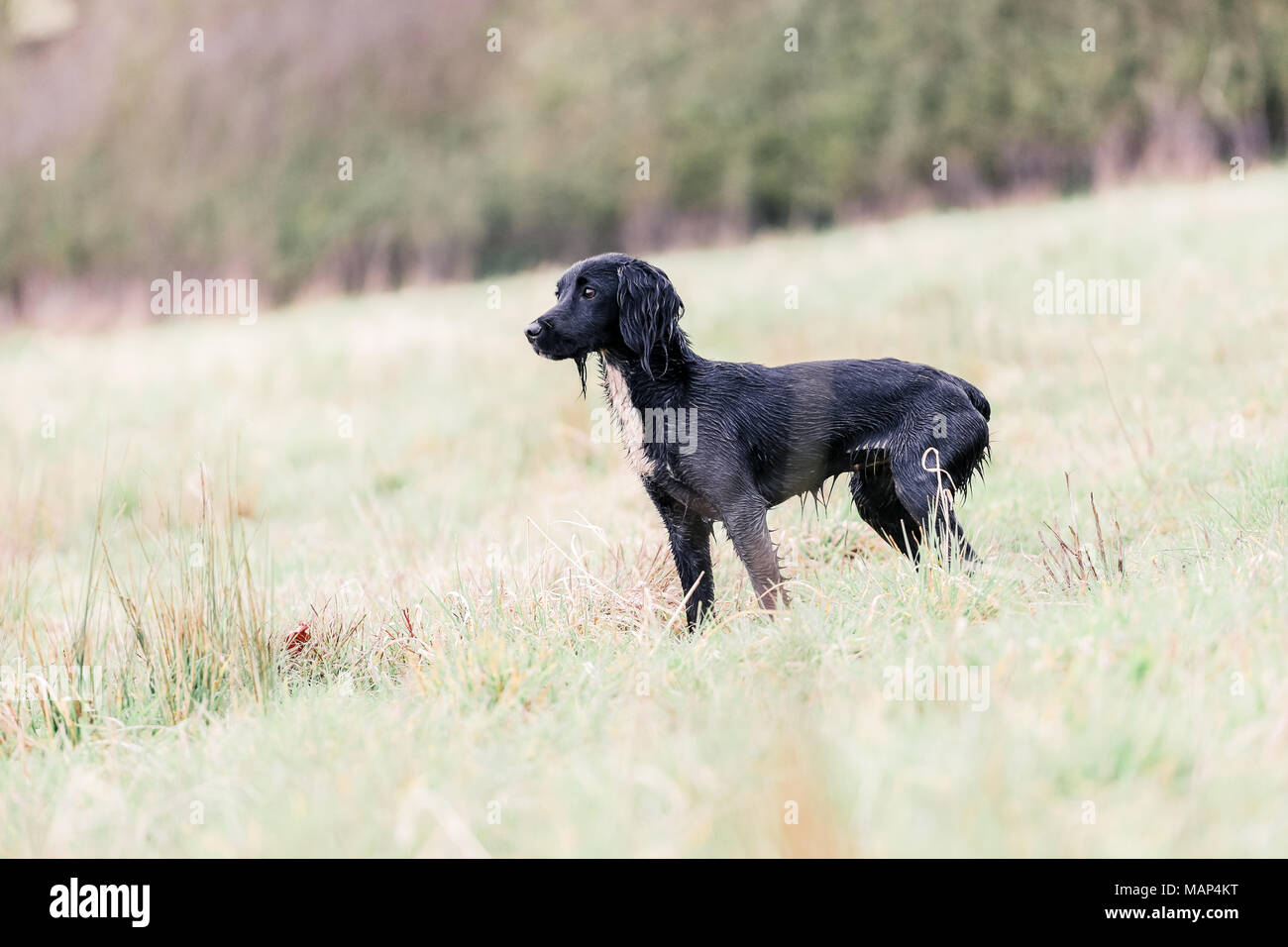 Working Cocker Spaniel dogs training in the countryside, United Kingdom ...