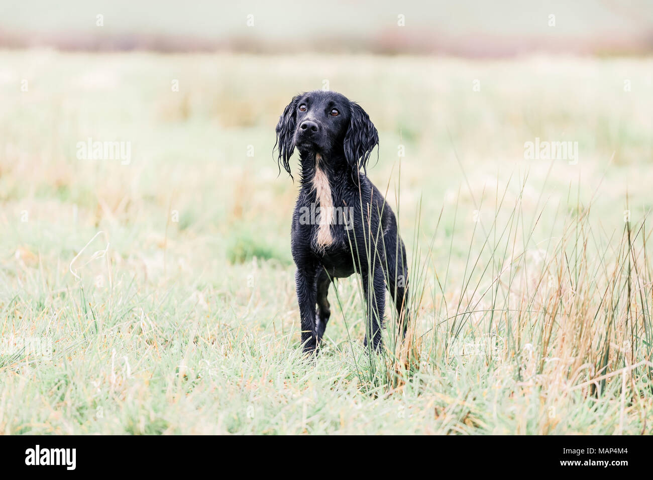 Working Cocker Spaniel dogs training in the countryside, United Kingdom ...
