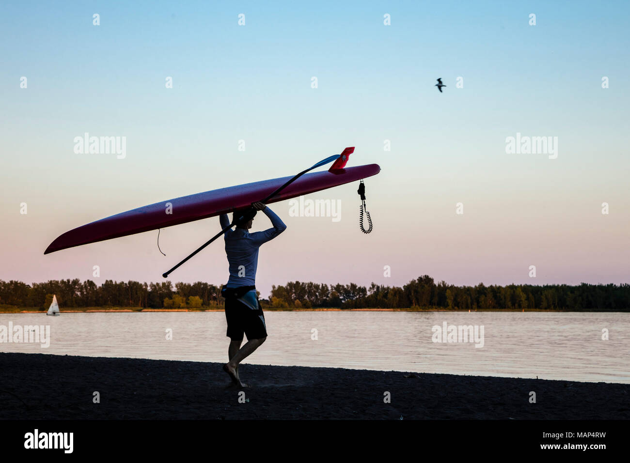 Man carrying stand up paddleboard hi-res stock photography and images ...
