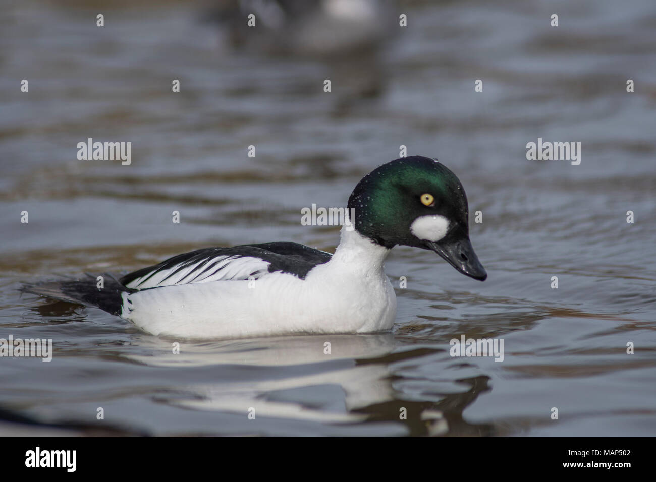 Adult male goldeneye hi-res stock photography and images - Alamy