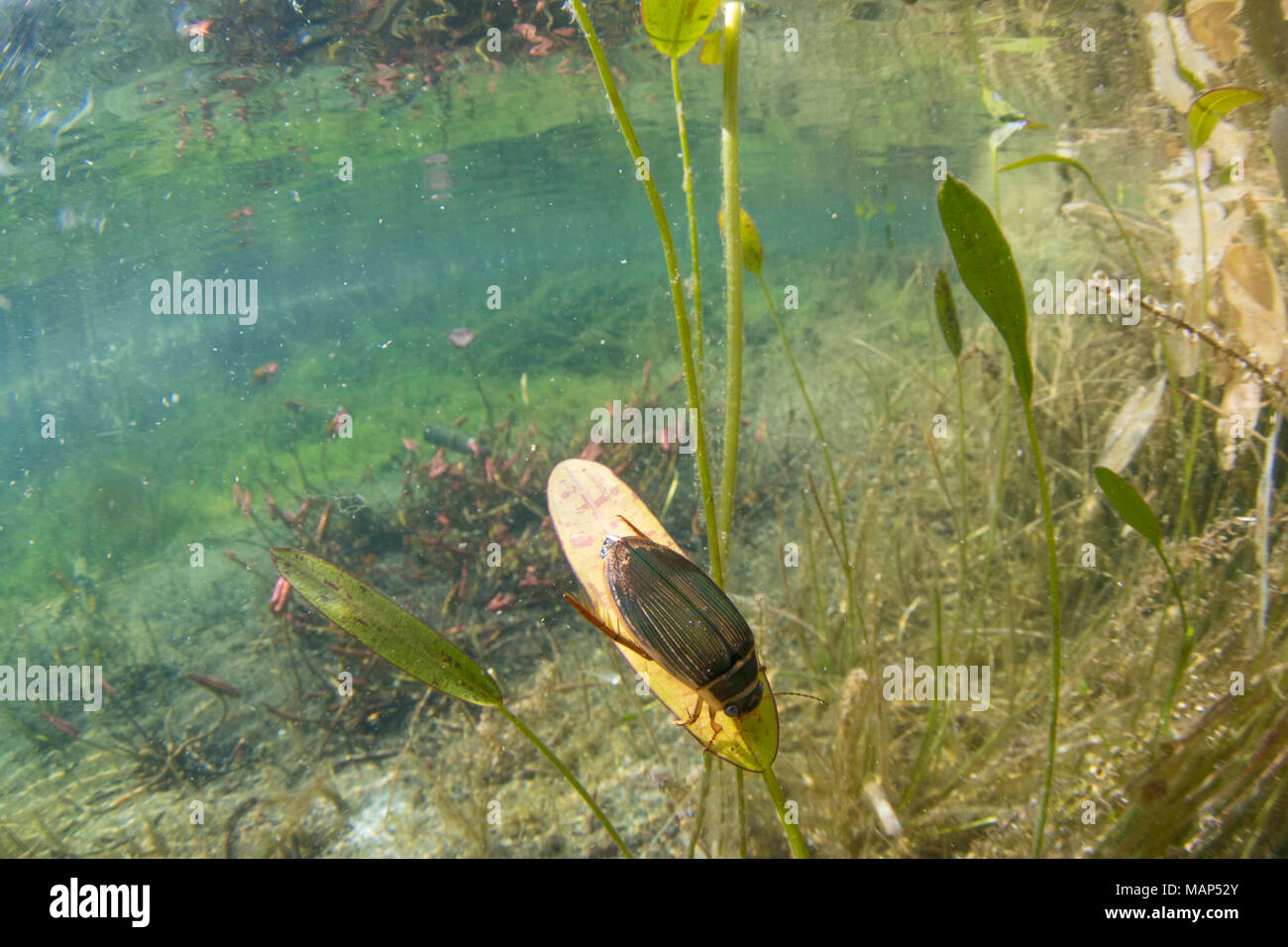 Great diving beetle, Dytiscus marginalis, adult, female, doncaster ...