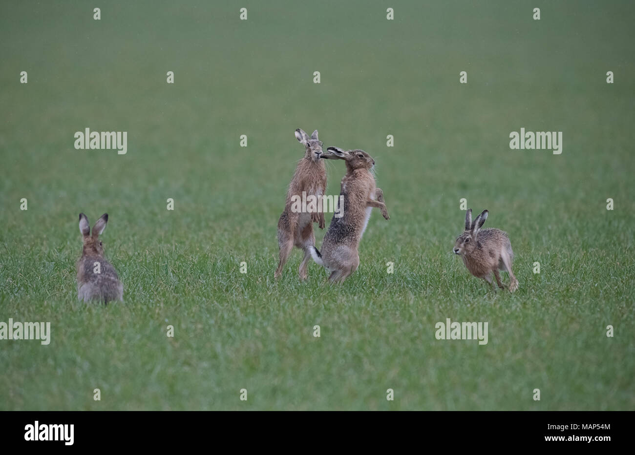 Brown Hares- Lepus europaeus, boxing in the rain. Spring. Uk Stock ...