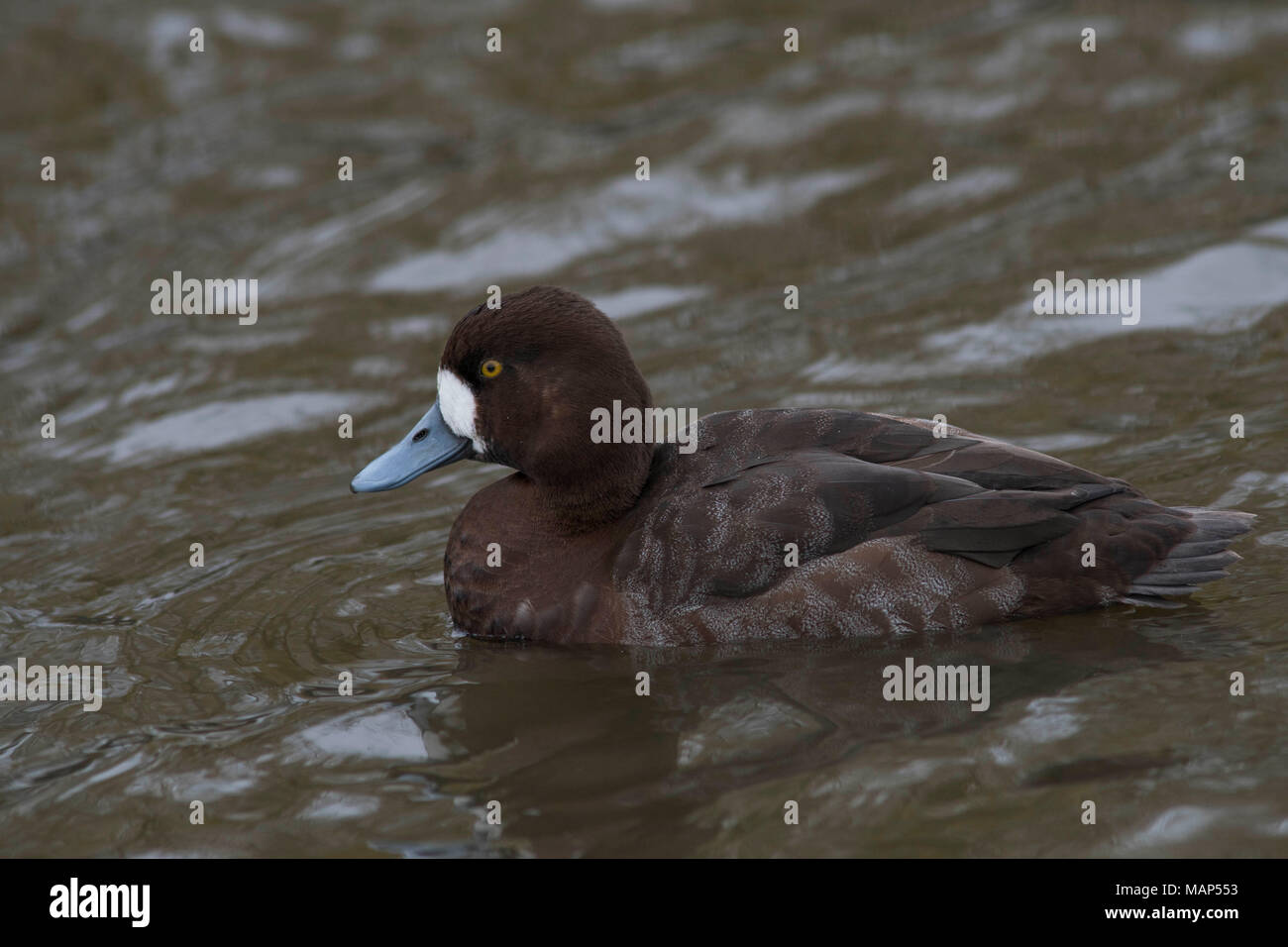 Adult female scaup hi-res stock photography and images - Alamy