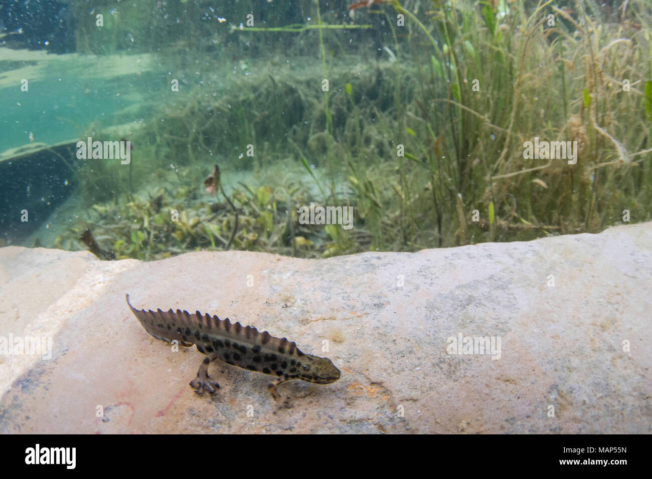 Smooth newt male and female hi-res stock photography and images - Alamy