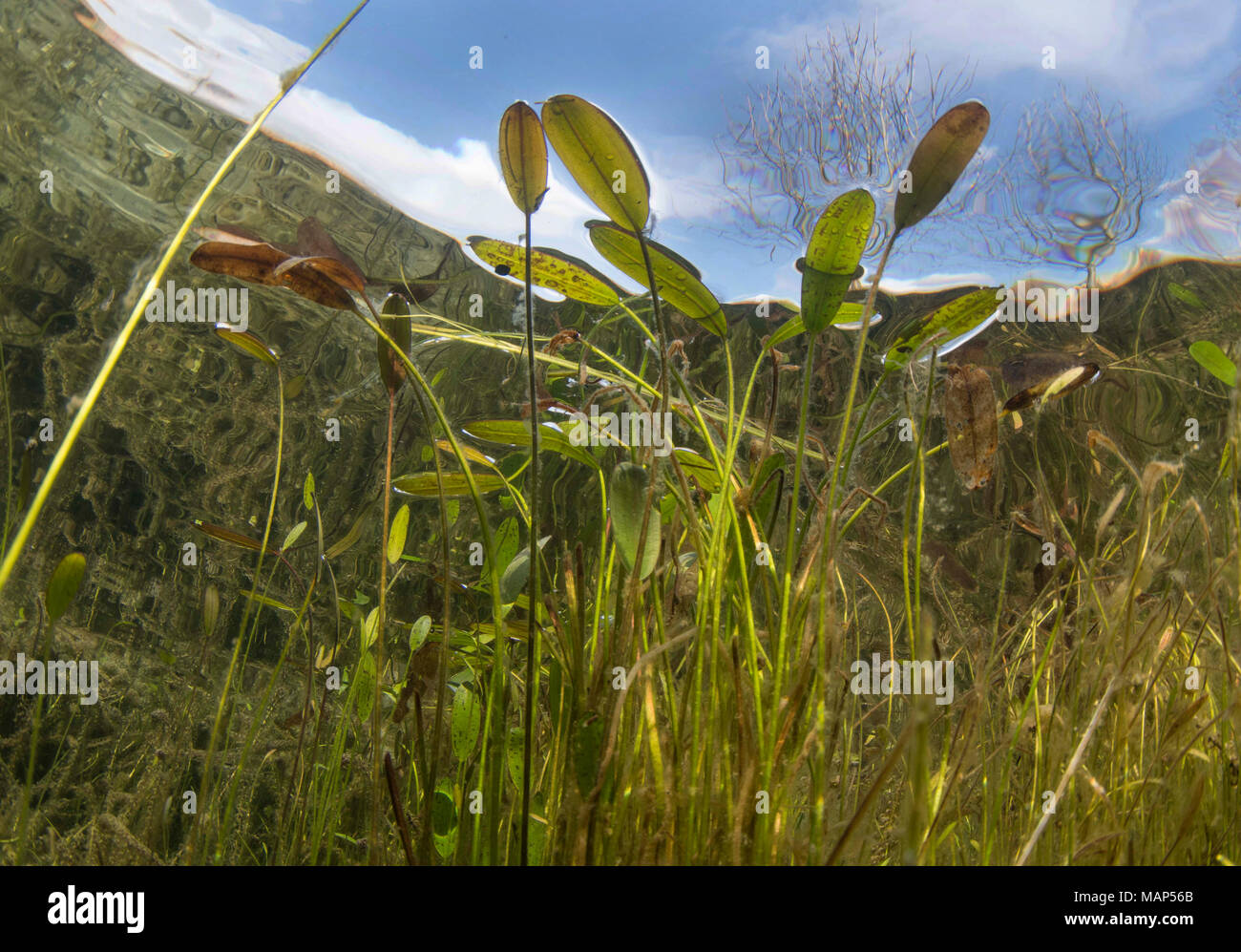 Freshwater pondweed hi-res stock photography and images - Alamy