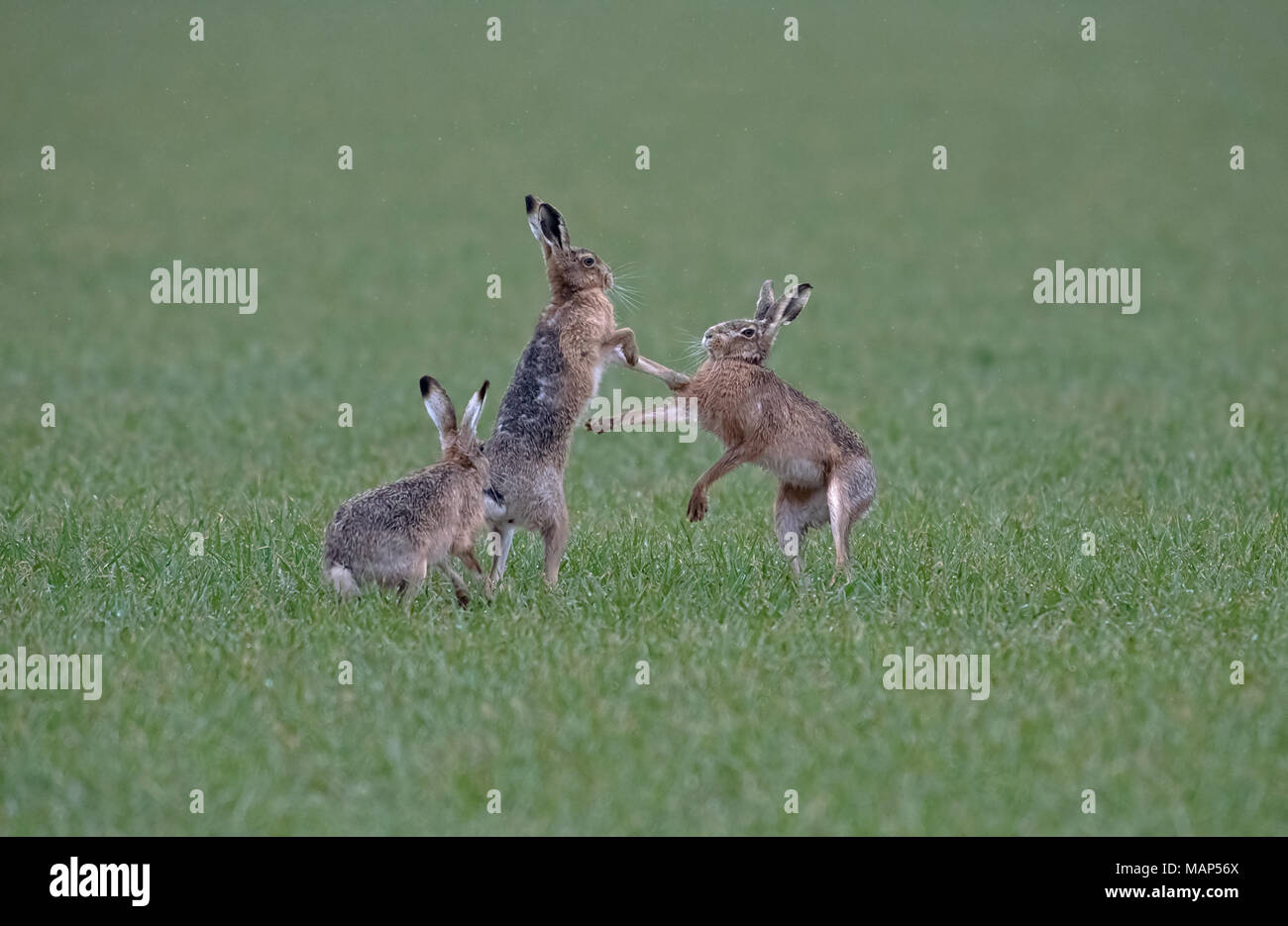 Brown Hares- Lepus europaeus, boxing in the rain. Spring. Uk Stock ...