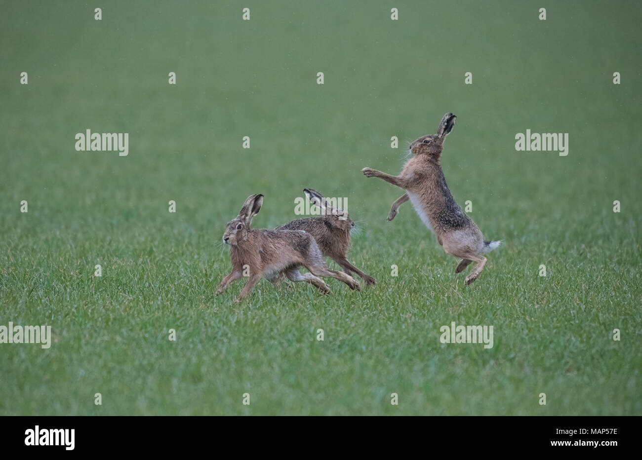 Brown Hares- Lepus europaeus, boxing in the rain. Spring. Uk Stock ...