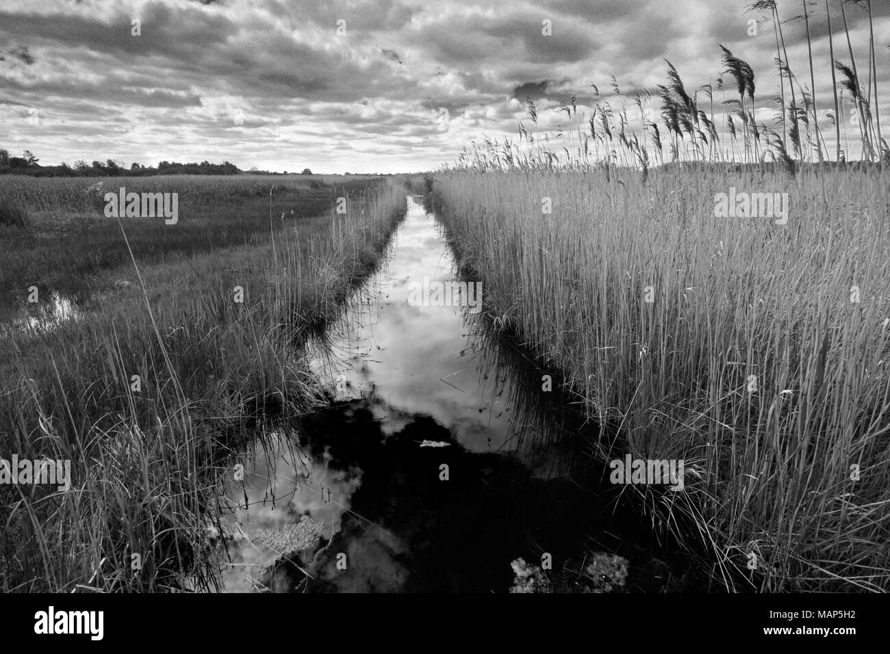 Reedbeds at the Wicken Fen nature reserve, Cambridgeshire; England; UK ...