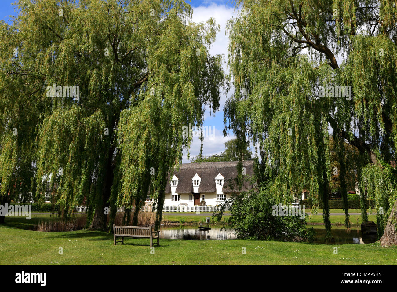 Summer view of the duck pond at Fordham village green, Cambridgeshire ...