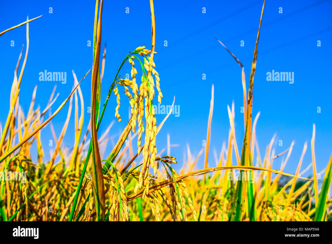 Rice growing blue background hi-res stock photography and images - Alamy