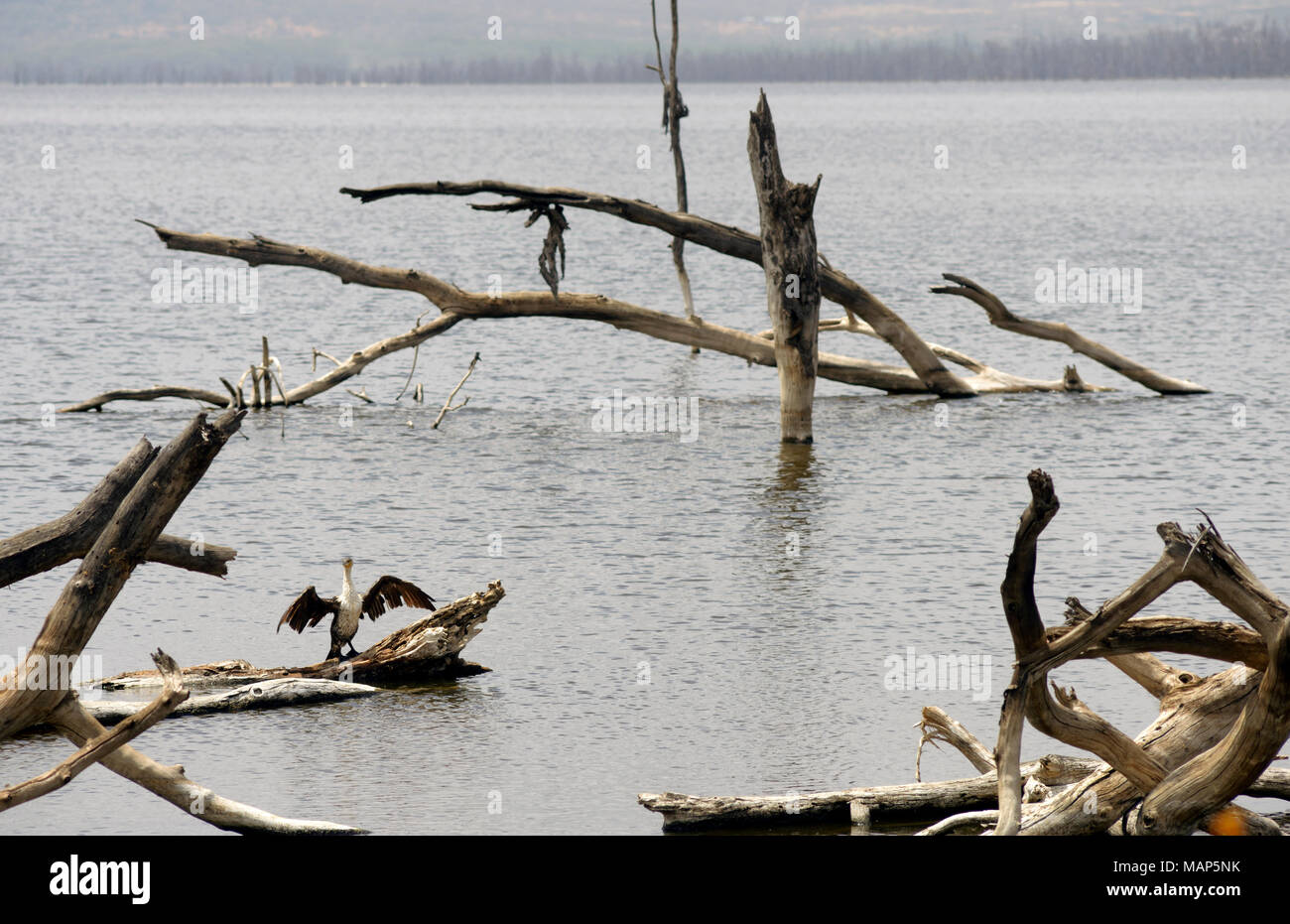 Bird drying wings hi-res stock photography and images - Alamy
