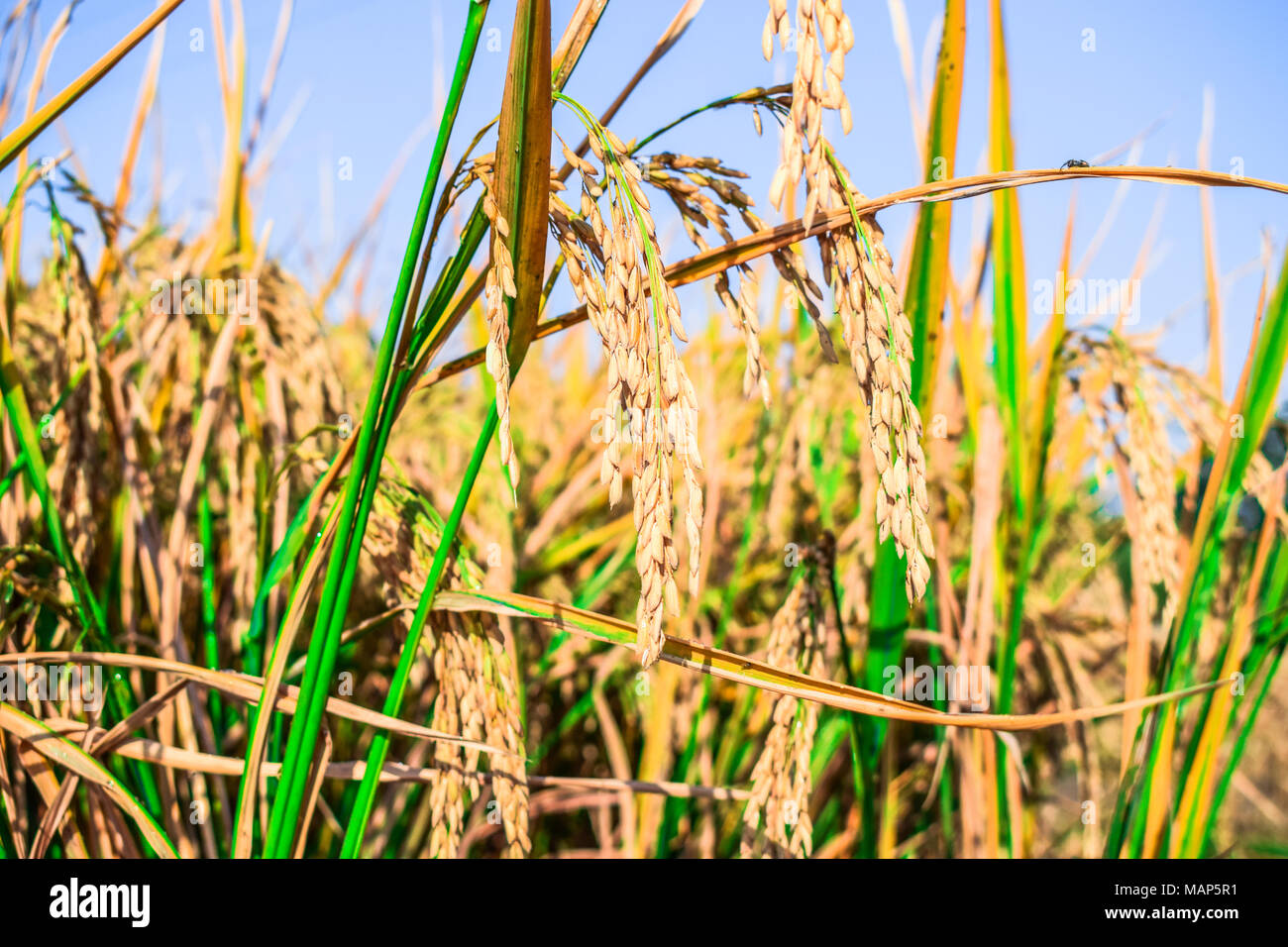 fresh and healthy growing rice fields landscape in Asia and it's ready ...