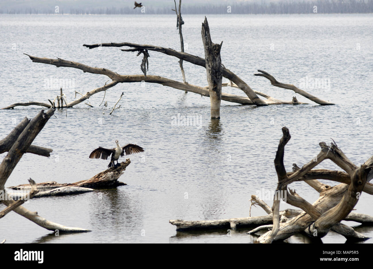 Bird drying his wings hi-res stock photography and images - Alamy