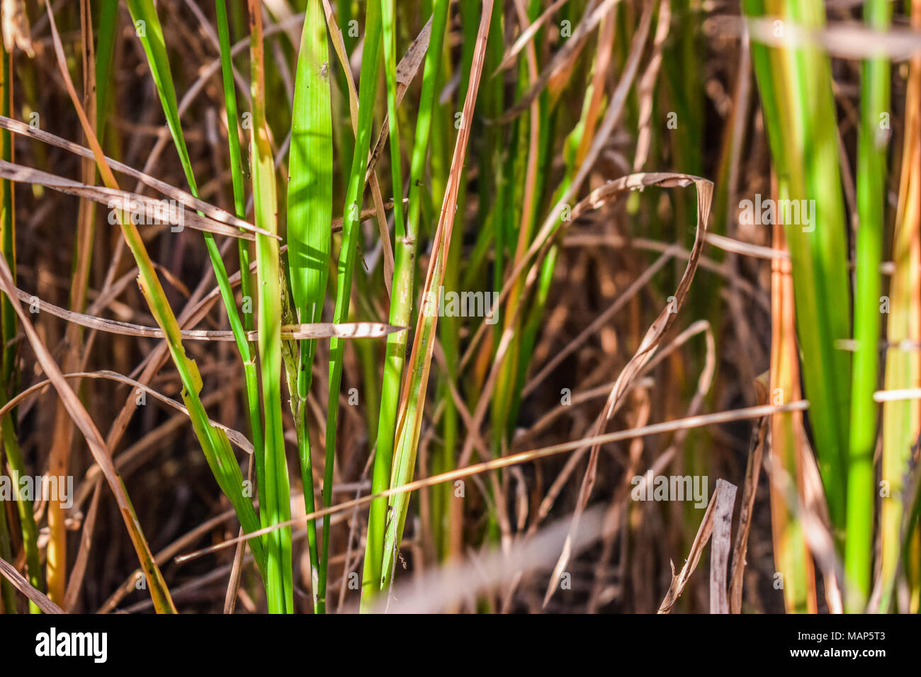 fresh and healthy growing rice fields landscape in Asia and it's ready ...