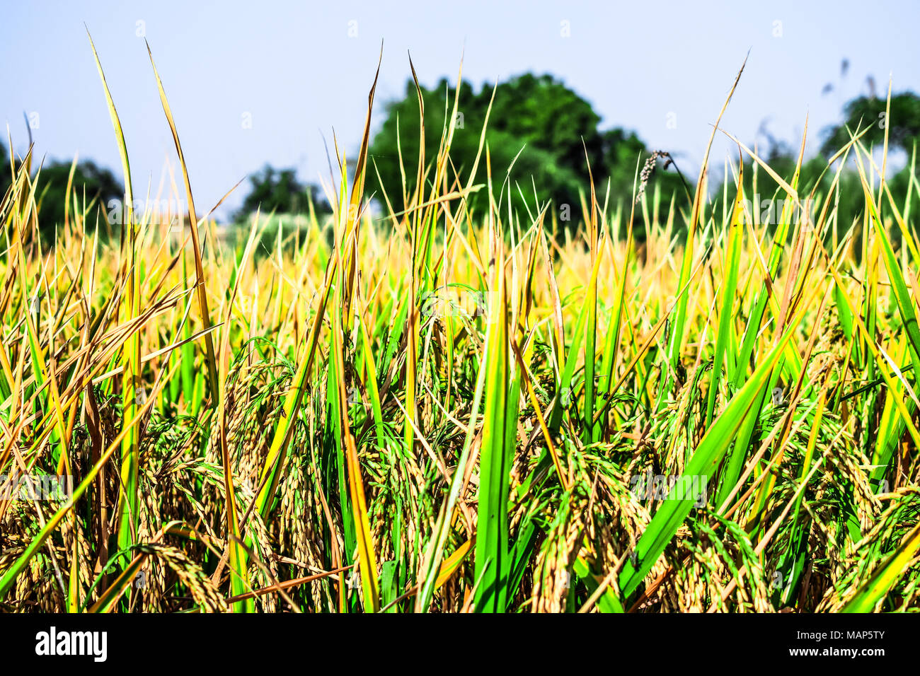 Rice growing blue background hi-res stock photography and images - Alamy