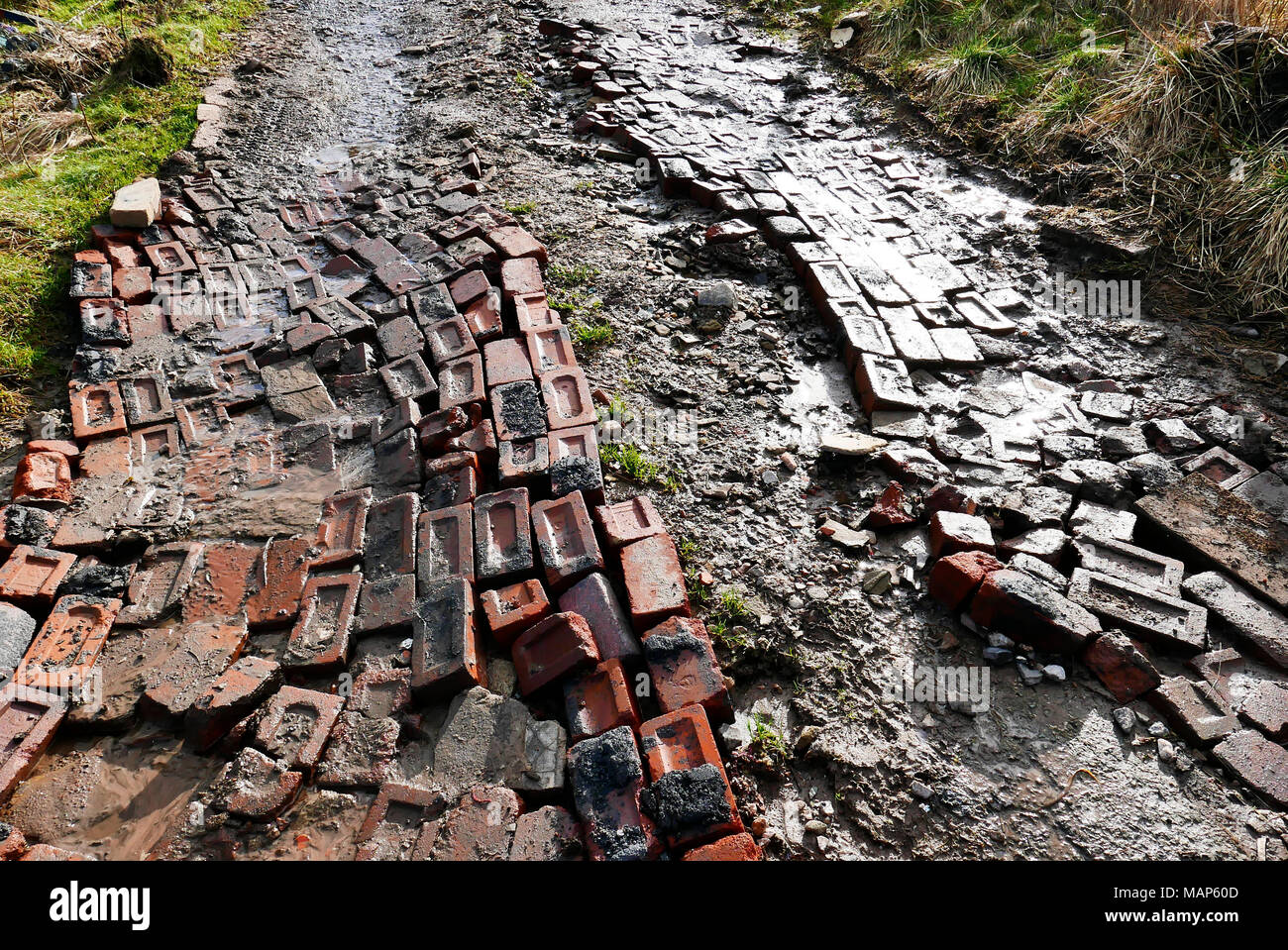 Old red house bricks laid down on steep muddy farm path to aid traction ...