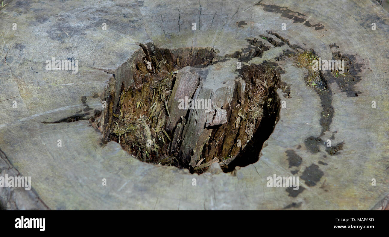 Wood texture of a tree on a cut. Very old cut. Rotting in the middle ...