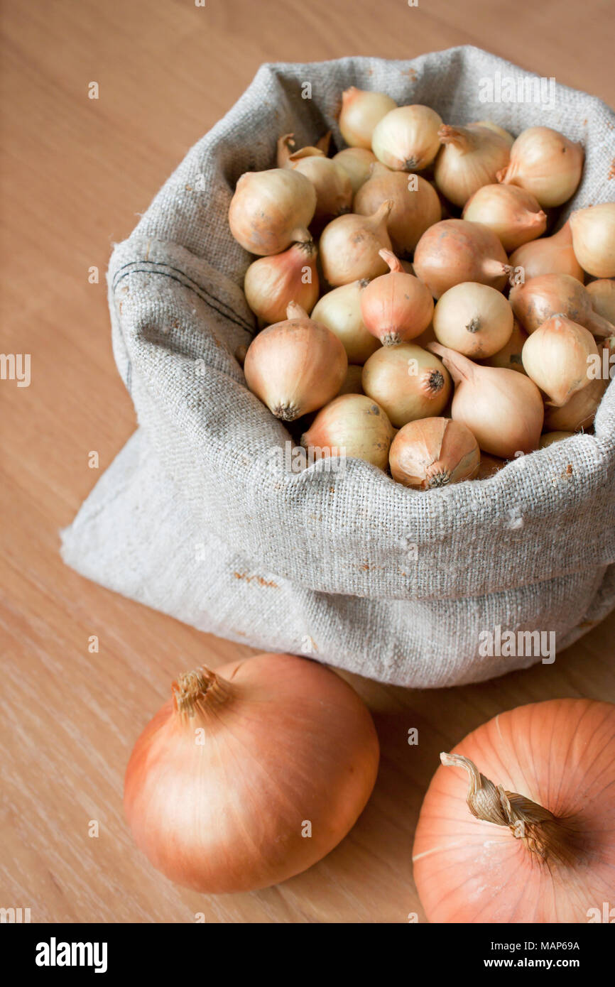 Onions for planting and two large onions Stock Photo - Alamy