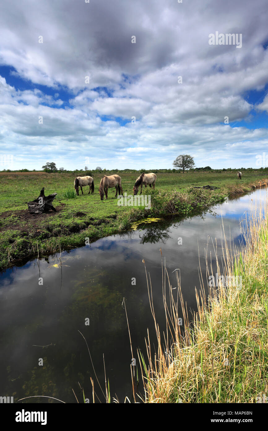 Konik ponies wicken fen nature reserve hi-res stock photography and ...