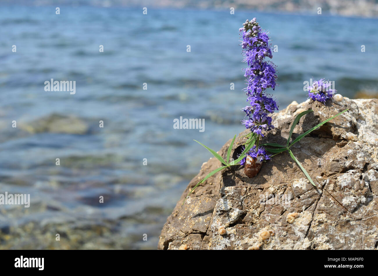 Flower from shells hi-res stock photography and images - Alamy