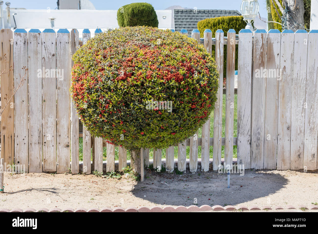 Round topiary hi-res stock photography and images - Alamy
