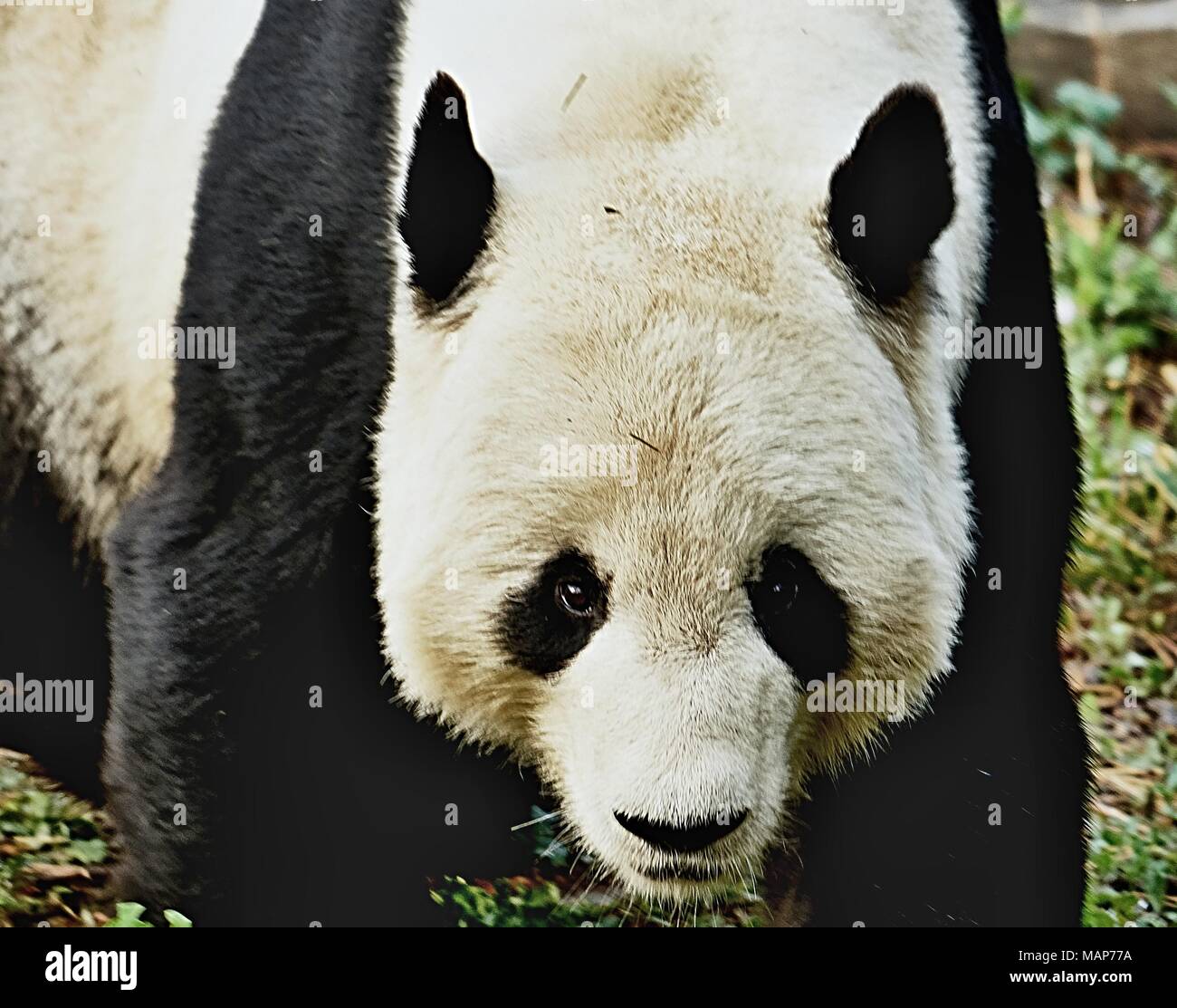 Beijing zoo hi-res stock photography and images - Alamy