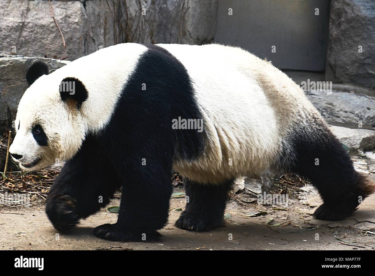 Beijing zoo endangered hi-res stock photography and images - Alamy