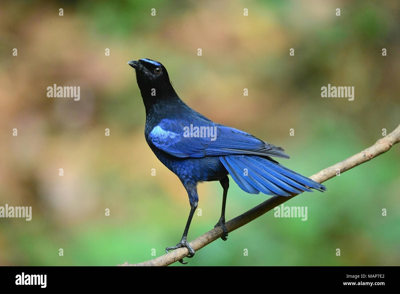 Birds In India Stock Photo - Alamy