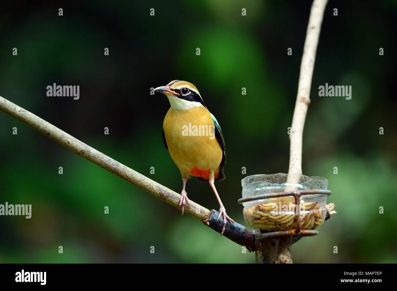 Colorfull bird hi-res stock photography and images - Alamy