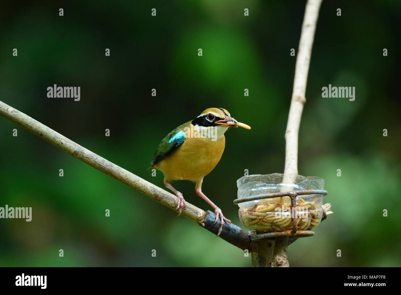 Colorfull bird hi-res stock photography and images - Alamy