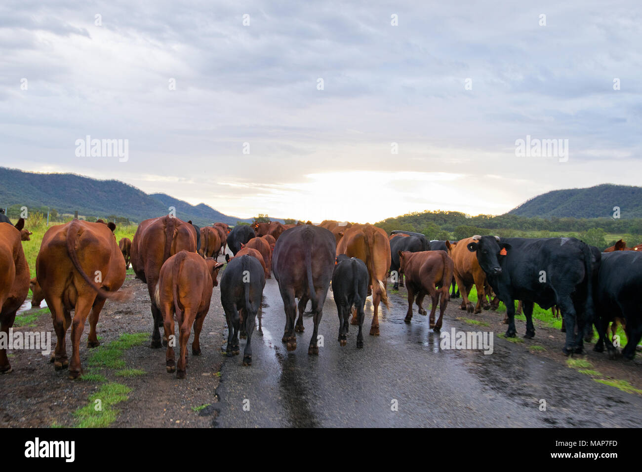 Cattle muster australia hi-res stock photography and images - Alamy
