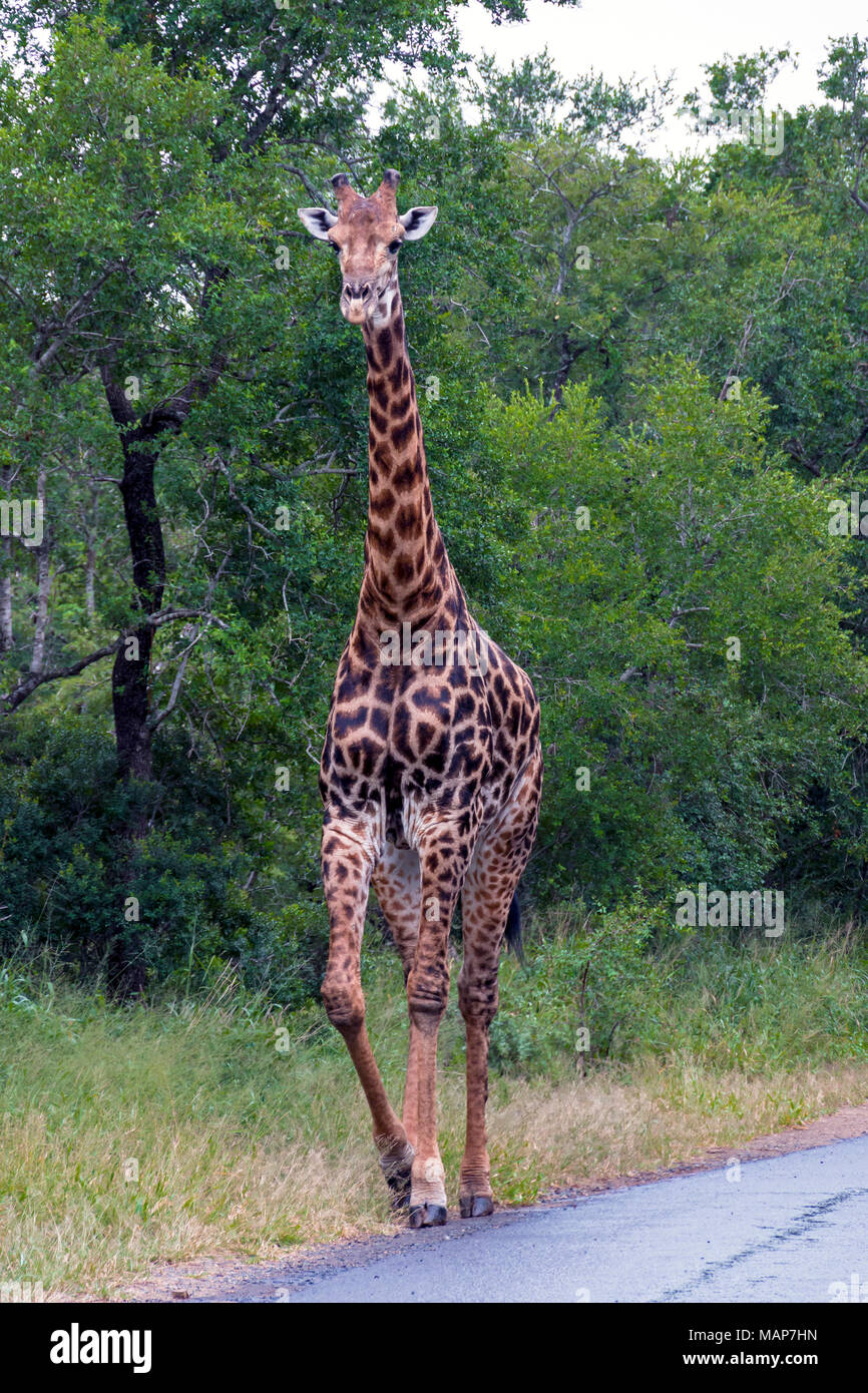Single giraffe walking on side of tree lined asphalt road at Imfolozi ...